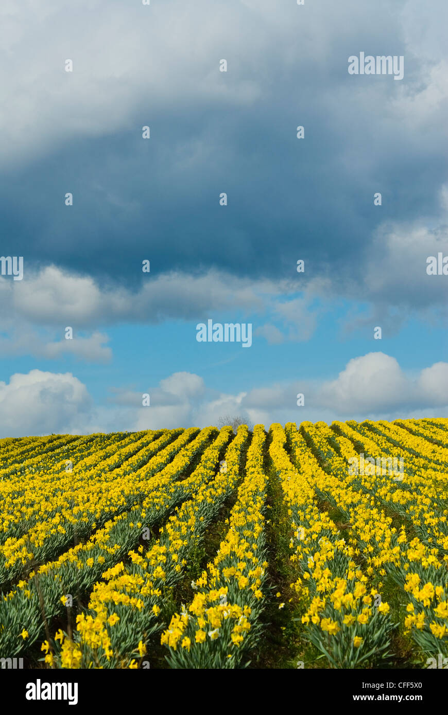 Daffodil farm, Vancouver Island, British Columbia, Canada Stock Photo ...