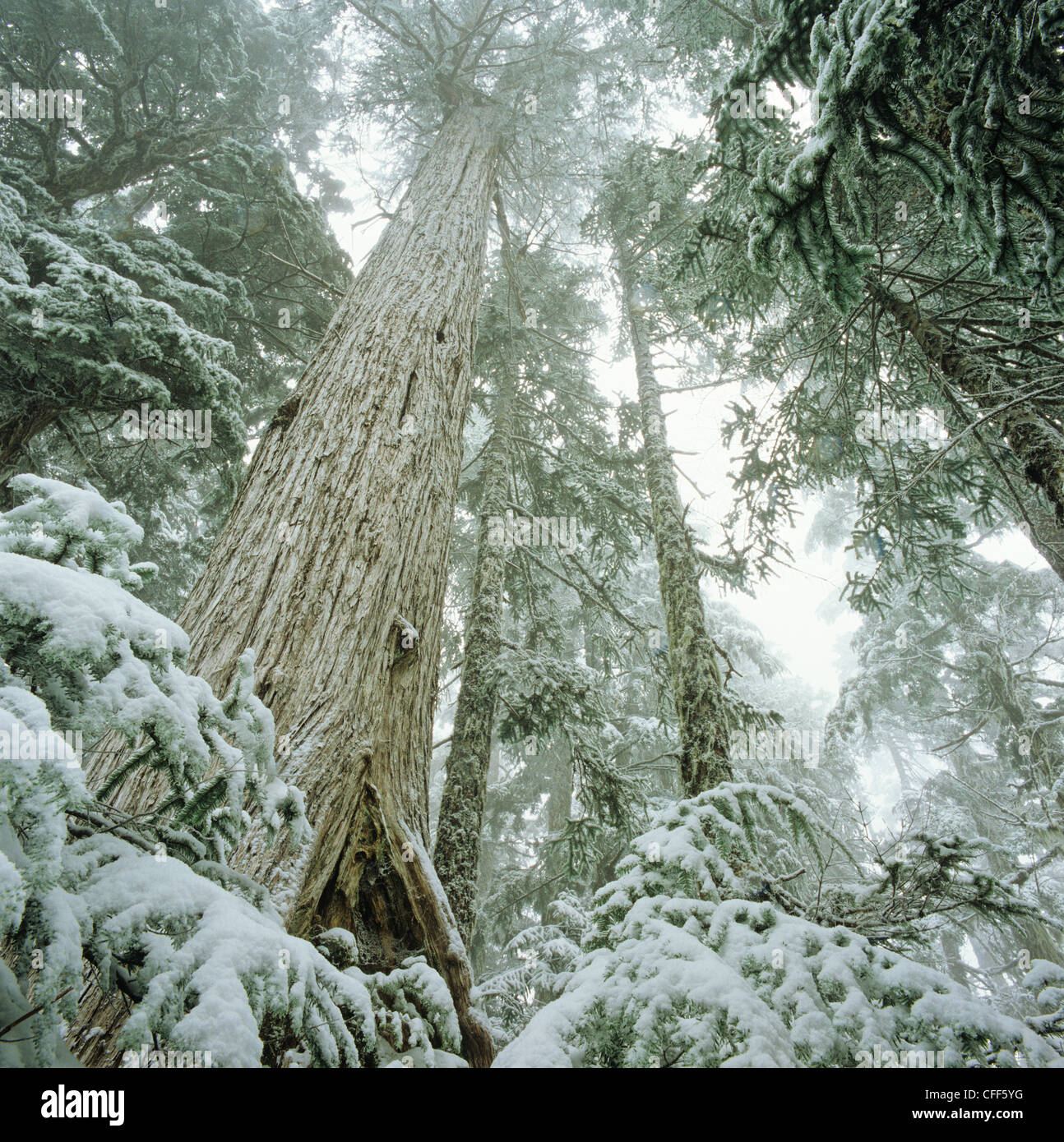 Yellow Cedar, Caren Range, Sechelt Peninsula, british columbia, Canada ...