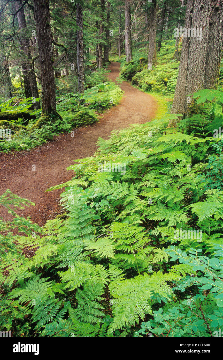 Fauna and flora in the canadian forest hi-res stock photography and ...