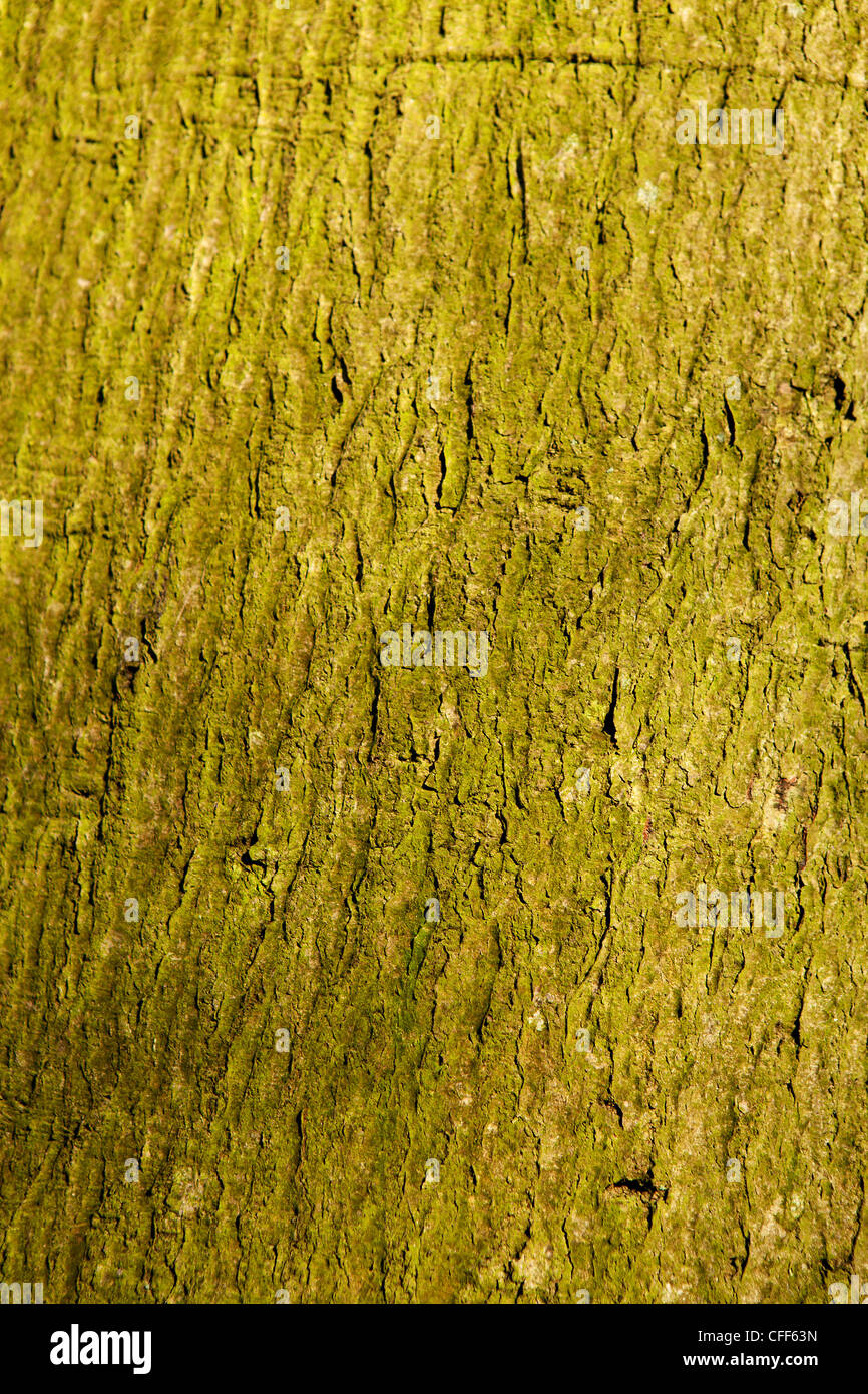 background of green tree trunk in closeup Stock Photo - Alamy