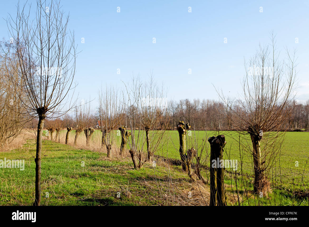 Typical Dutch landscape with pollard willow trees on sunny day Stock ...