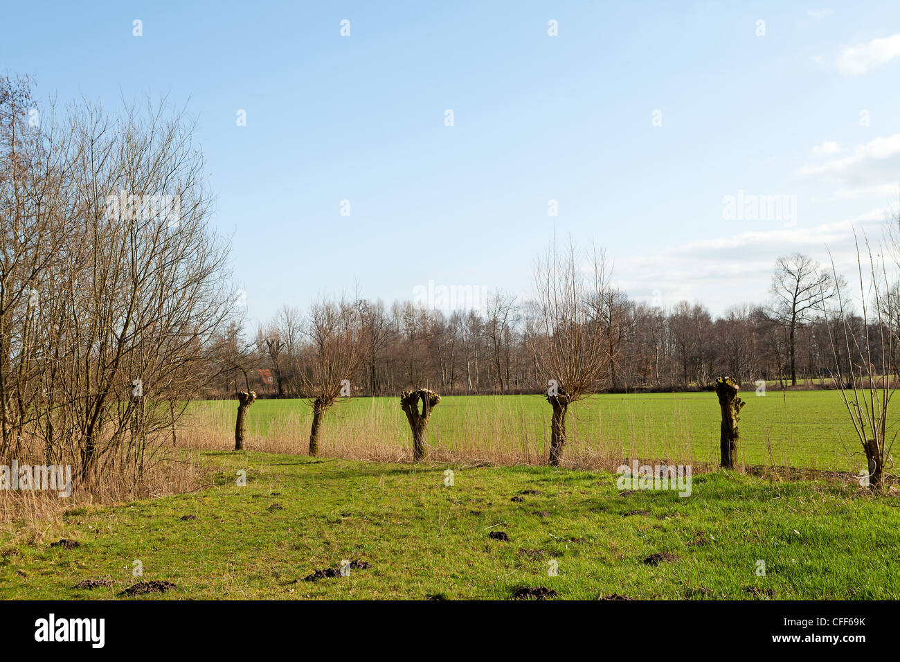 Typical Dutch landscape with pollard willow trees on sunny day Stock ...