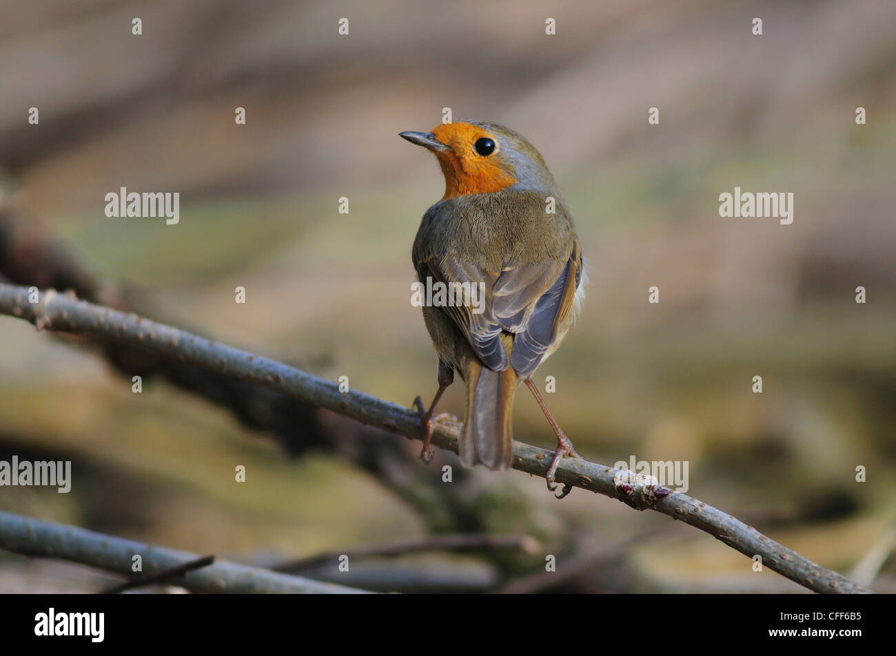 The back view of a robin standing on a twig UK Stock Photo - Alamy