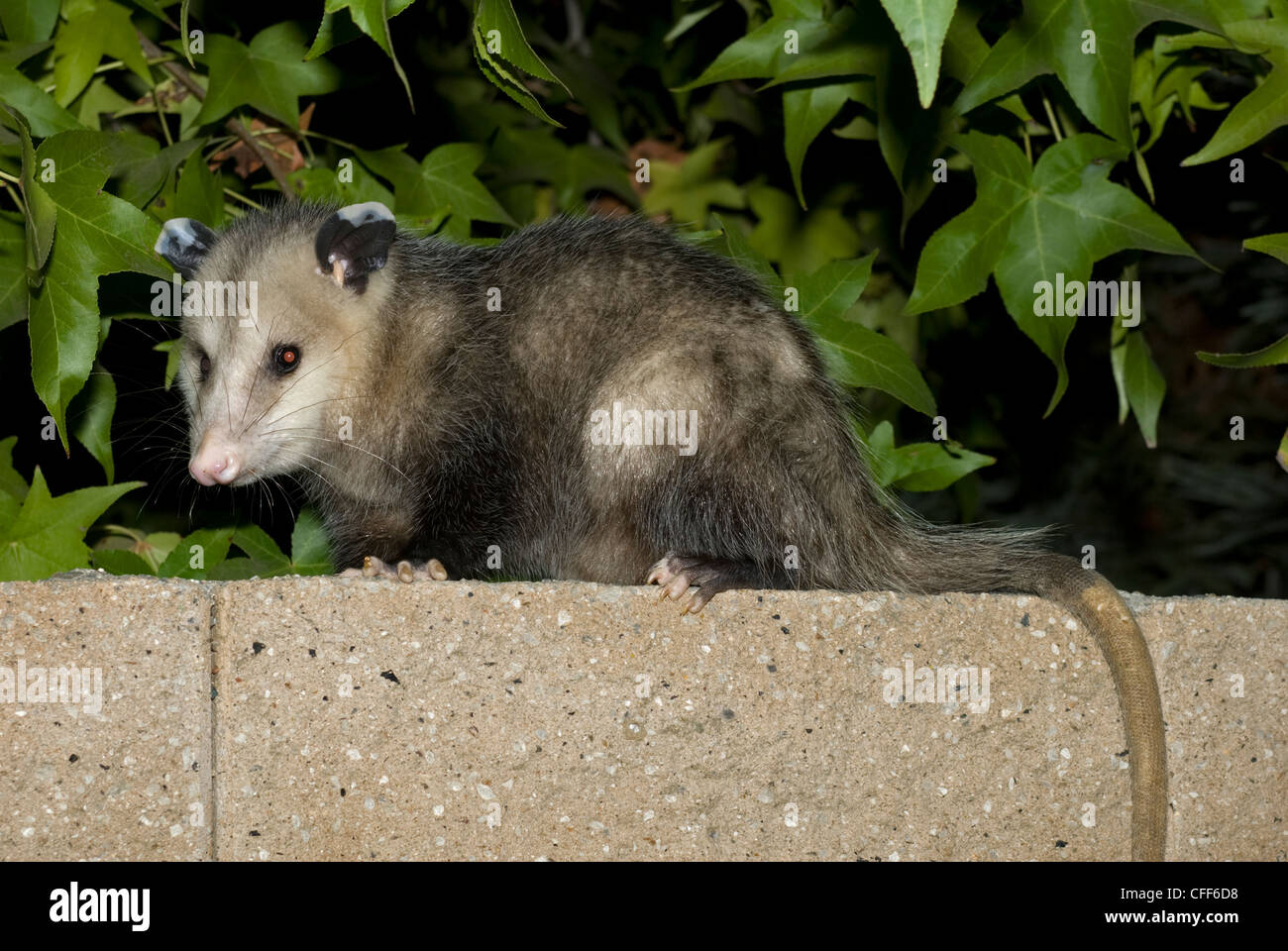Opossum night california hi-res stock photography and images - Alamy