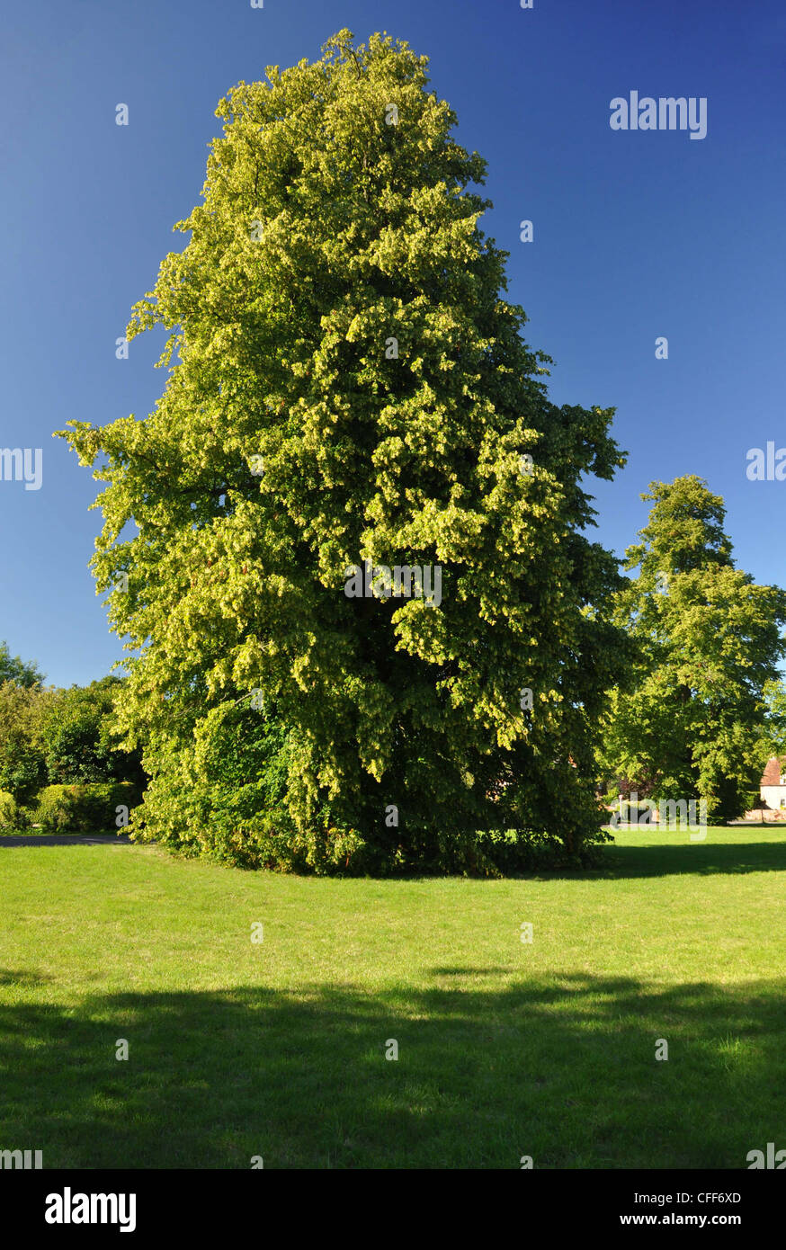 Aston Rowant, Village Green, Oxfordshire , UK , Silver Lime Tree Stock ...