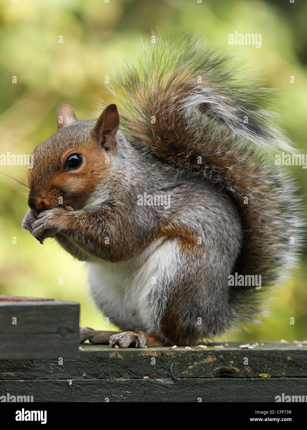 Squirrel with peanuts hi-res stock photography and images - Alamy