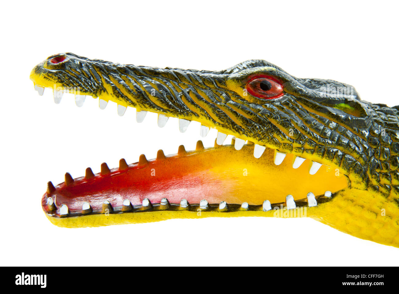 Crocodile jaw bone hi-res stock photography and images - Alamy