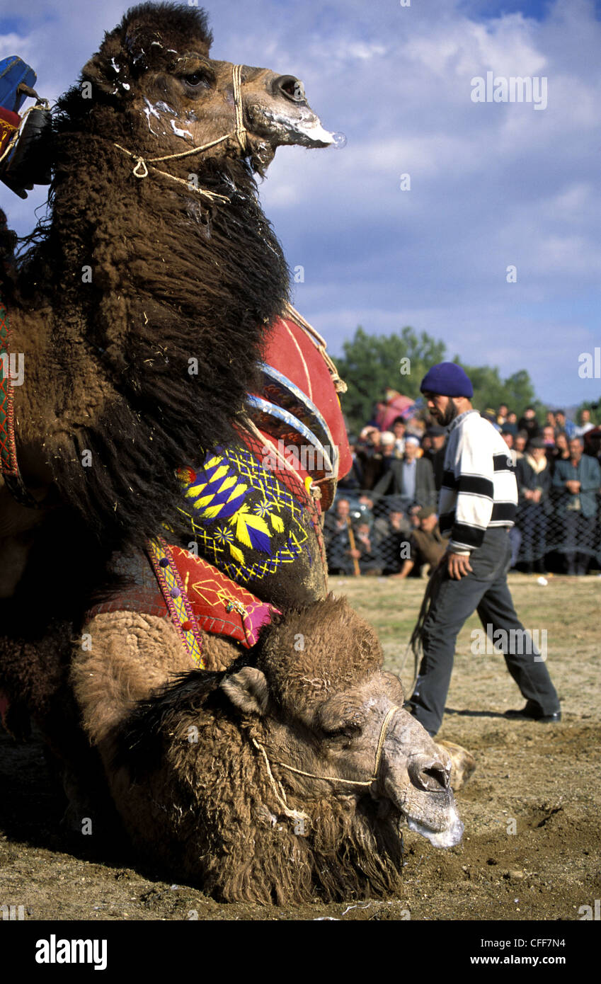 Camels competing in Camel Wrestling Championship Bergama Turkey Stock ...