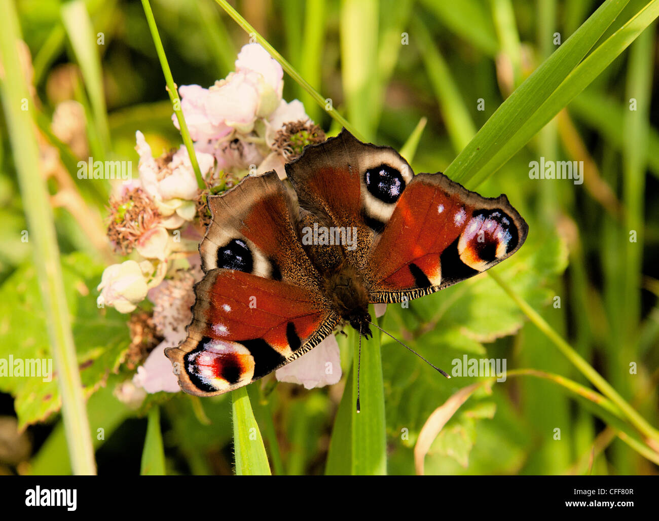 butterflies peacock butterfly Stock Photo - Alamy