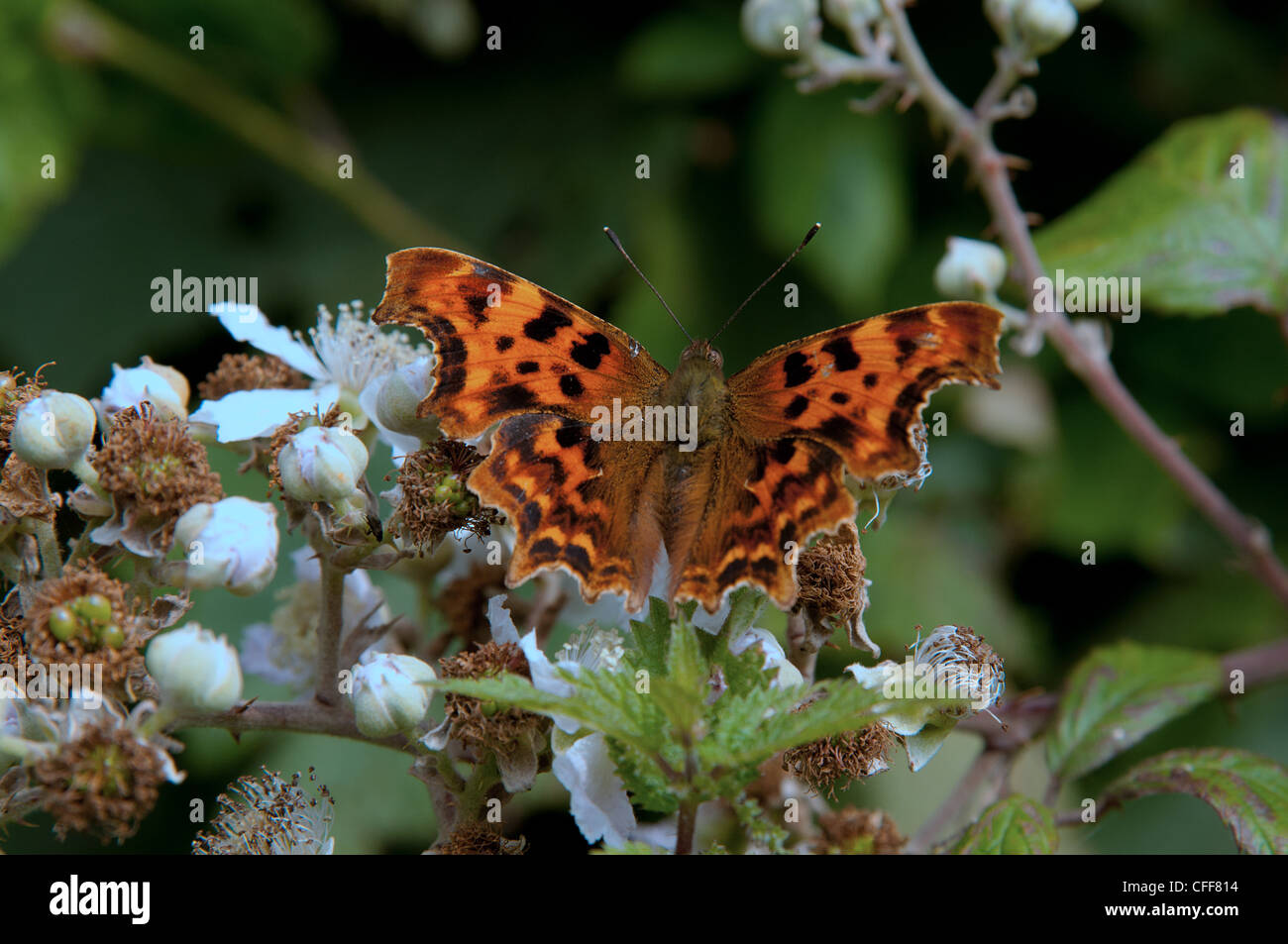 Comma butterflies hi-res stock photography and images - Alamy