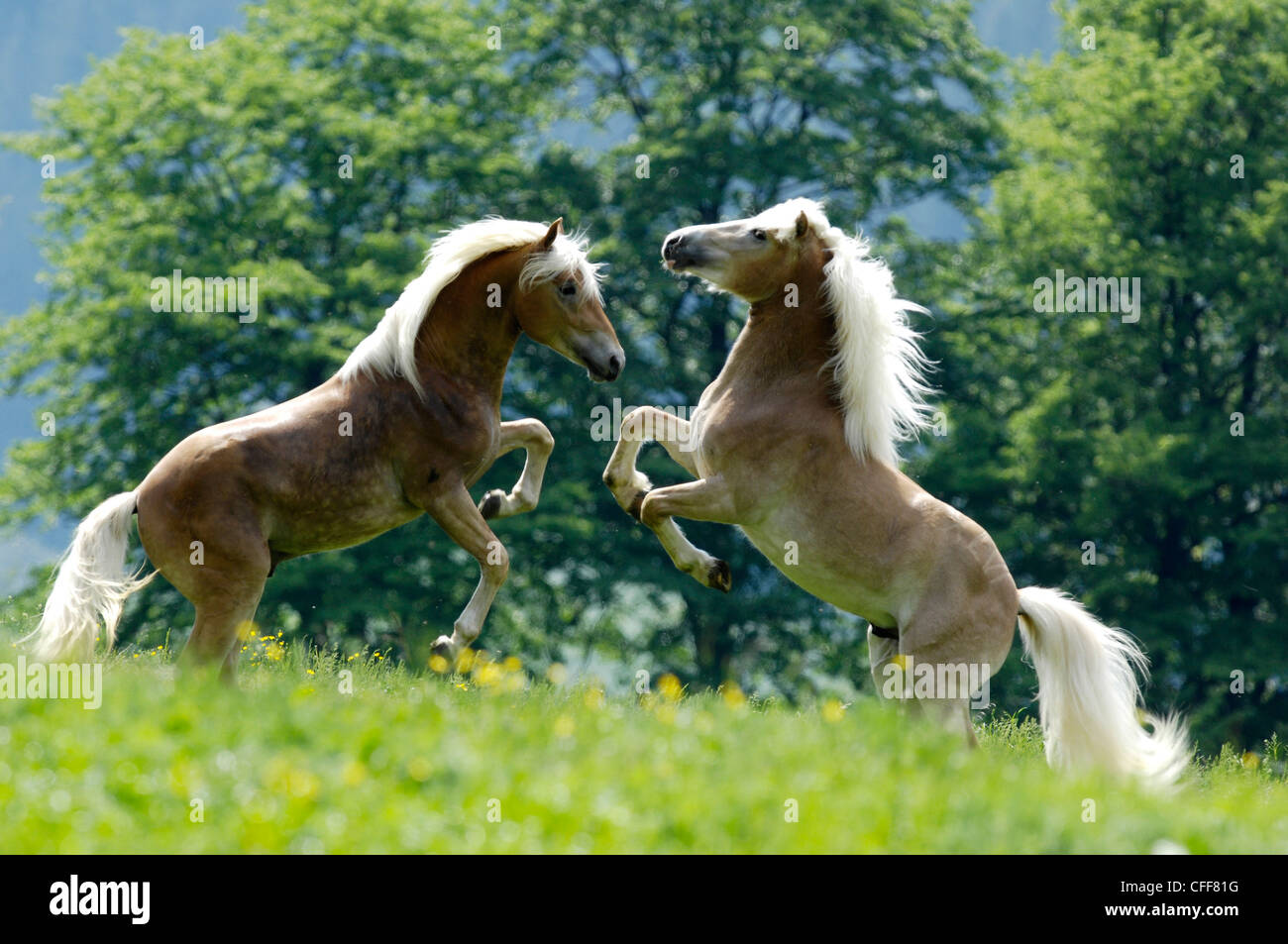 Haflinger stallion hi-res stock photography and images - Alamy