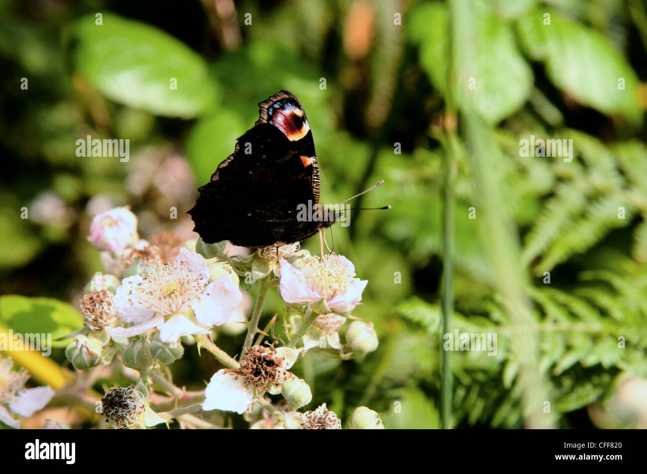 butterflies underside peacock butterfly Stock Photo - Alamy