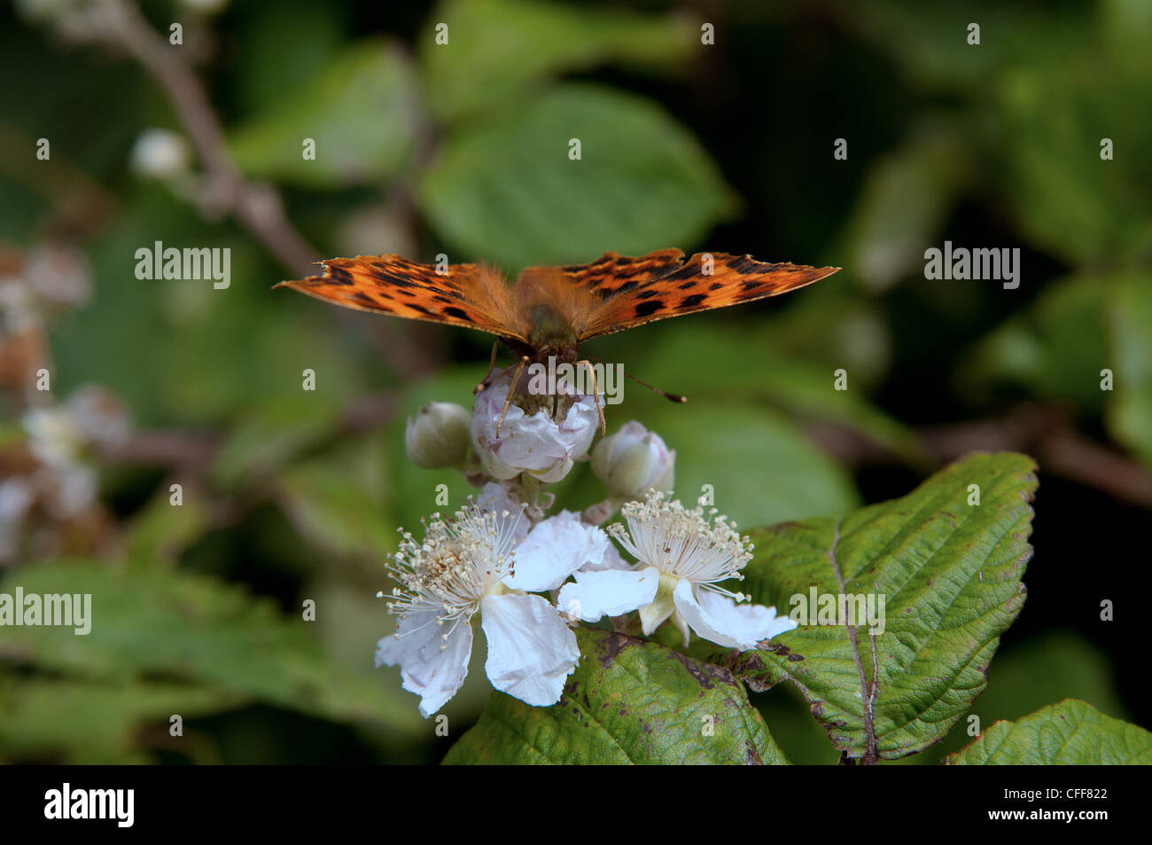 Comma butterflies hi-res stock photography and images - Alamy