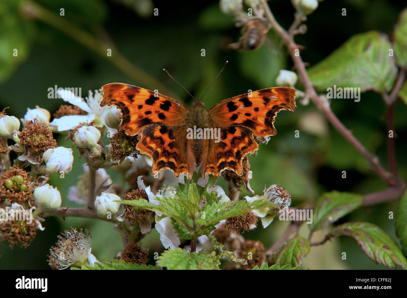 butterflies comma butterfly Stock Photo - Alamy