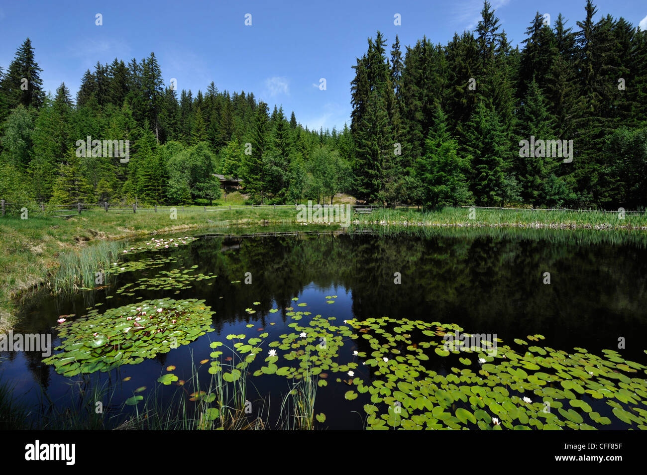 Rivers and lakes landscape of the pond and park hi-res stock ...