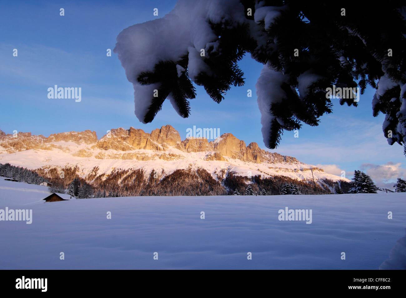 Snow covered spruces and mountains at sunset, Dolomites, South Tyrol ...