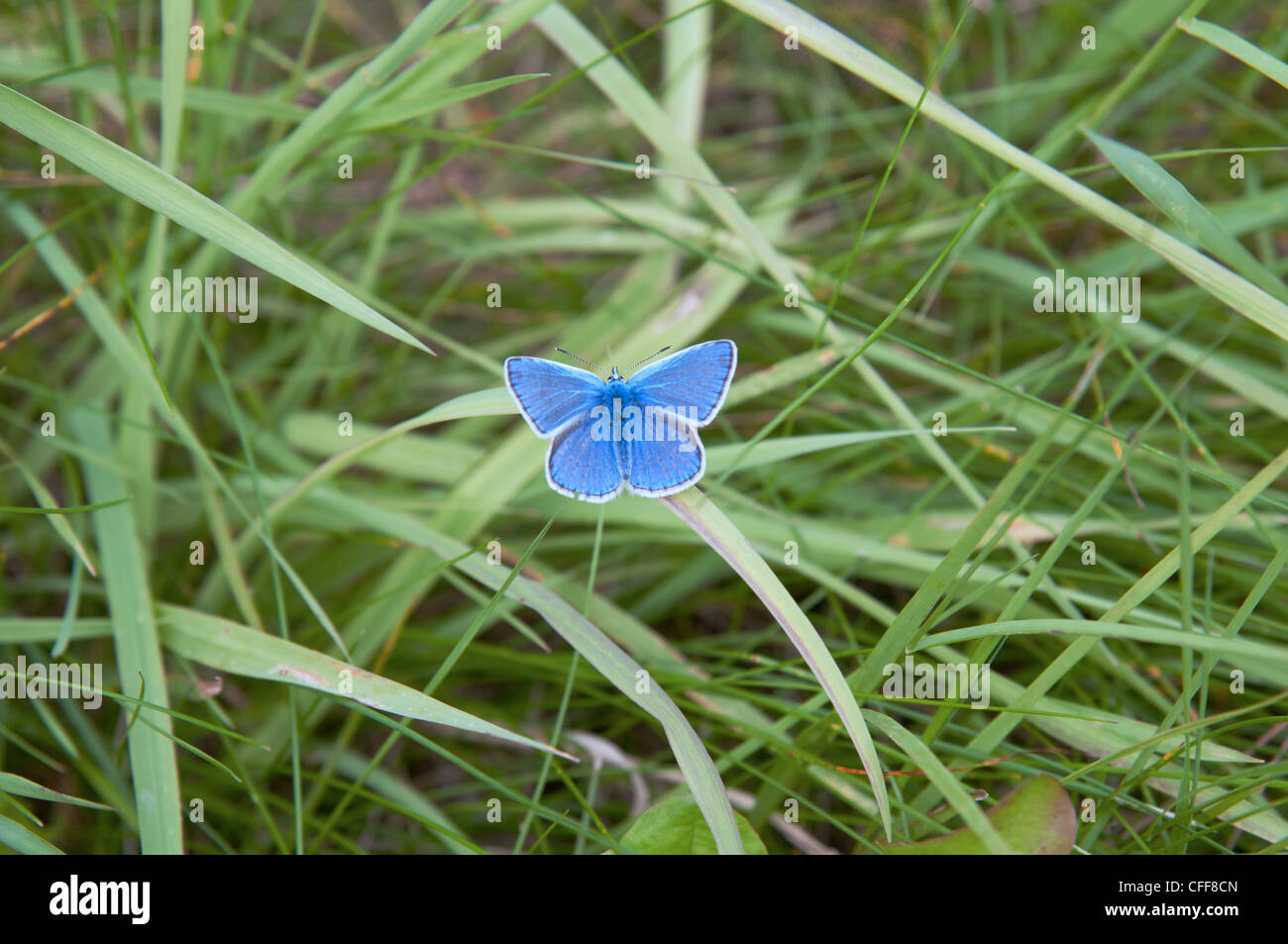 British blue butterflies hi-res stock photography and images - Alamy