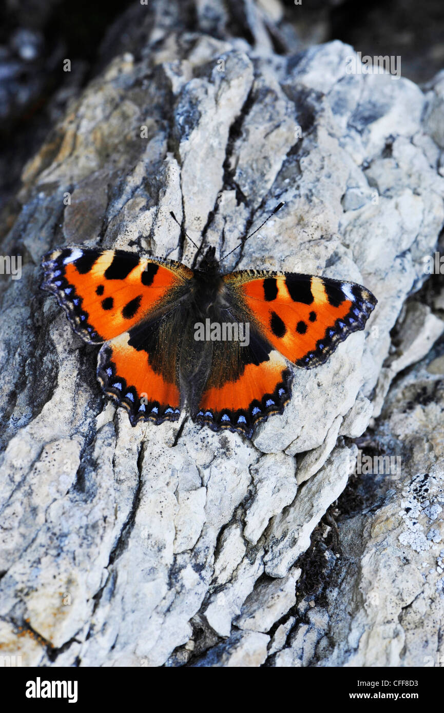 Butterfly Italy High Resolution Stock Photography and Images - Alamy