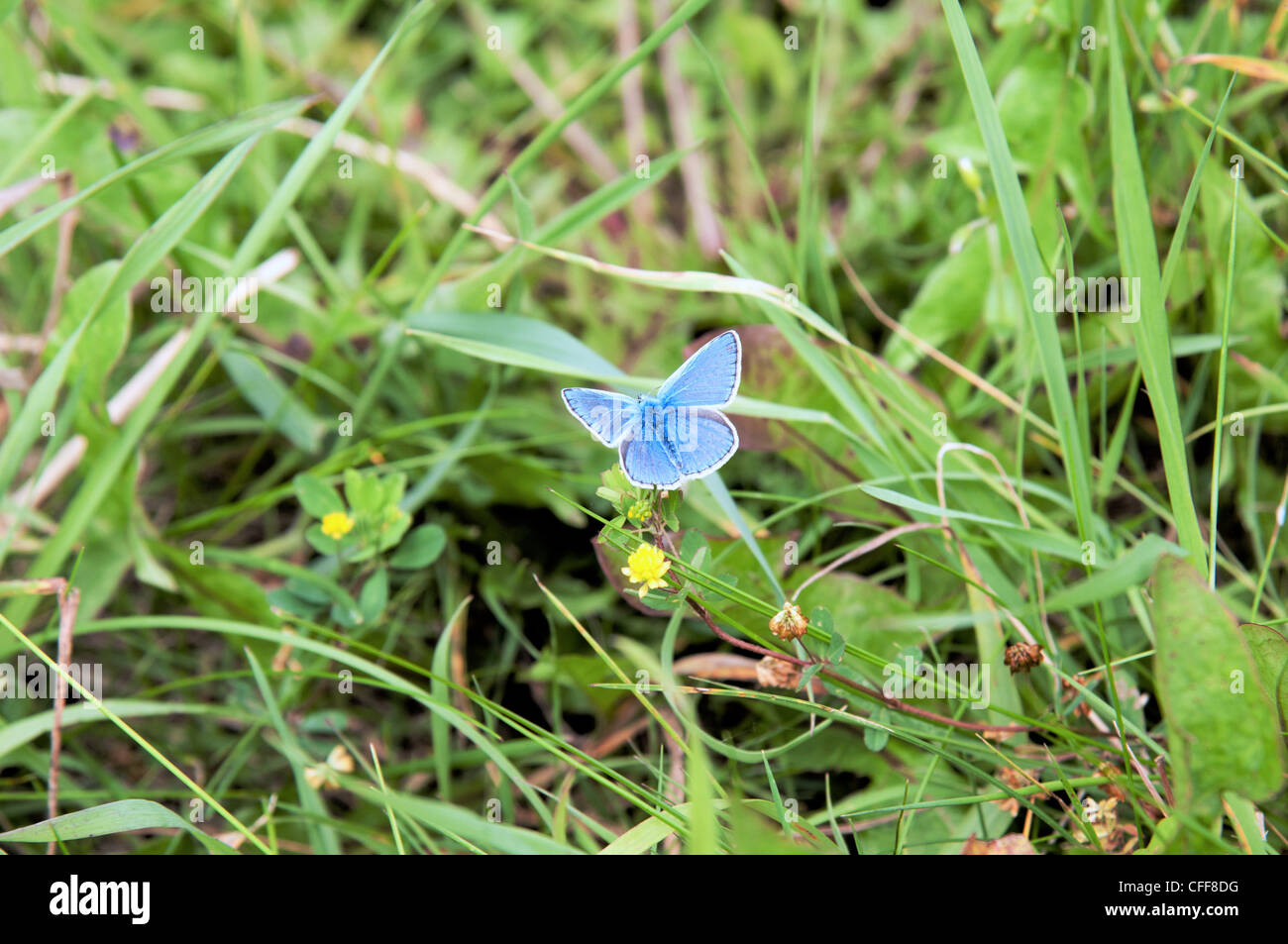 British blue butterflies hi-res stock photography and images - Alamy