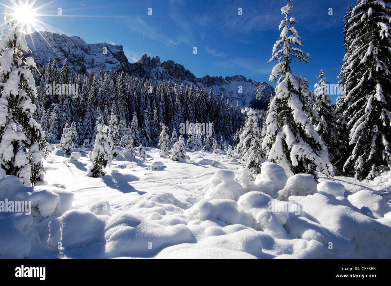 Snowy spruce forest in the sunlight, Latemar, Eggental valley ...