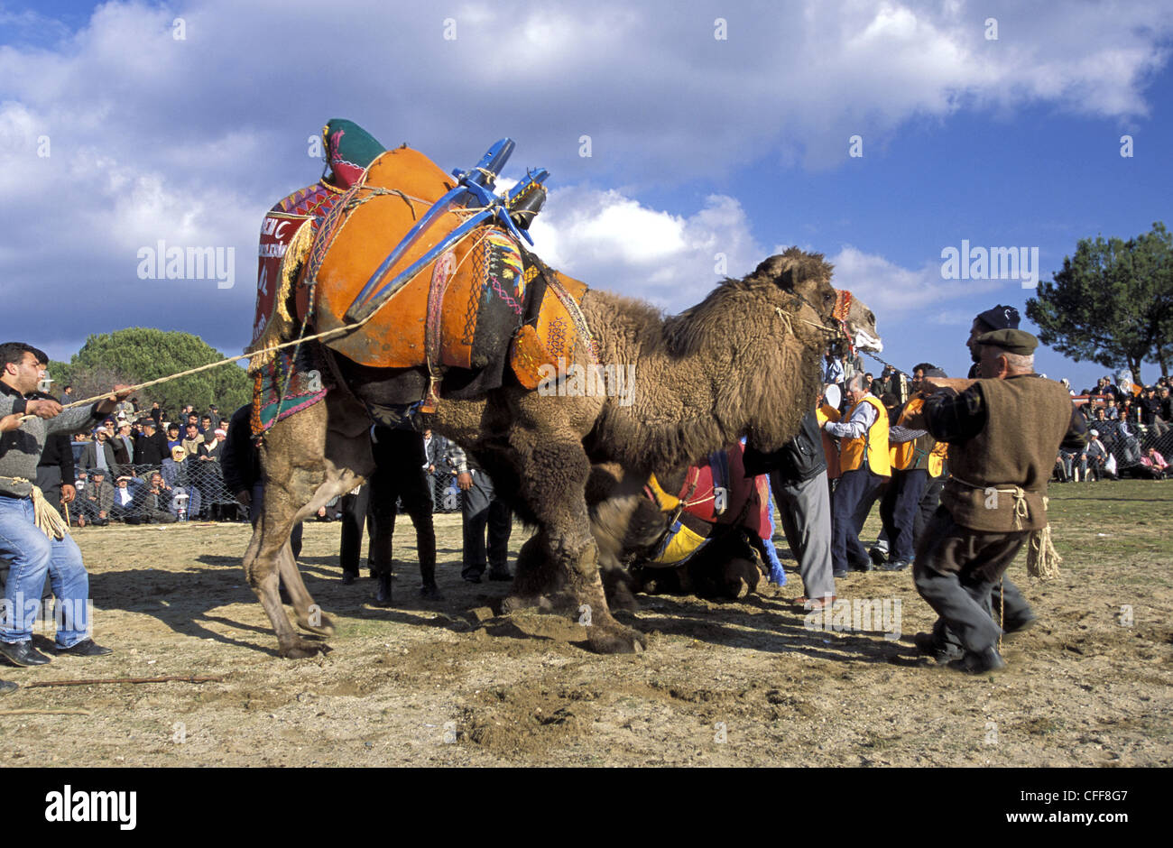 Rope holders separating camels if they get violent, Camel Wrestling ...
