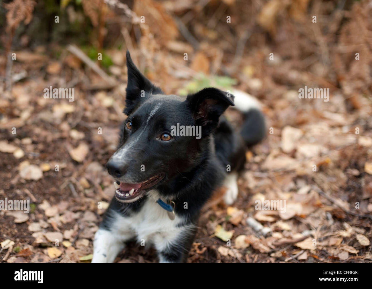 Border collie back hi-res stock photography and images - Alamy