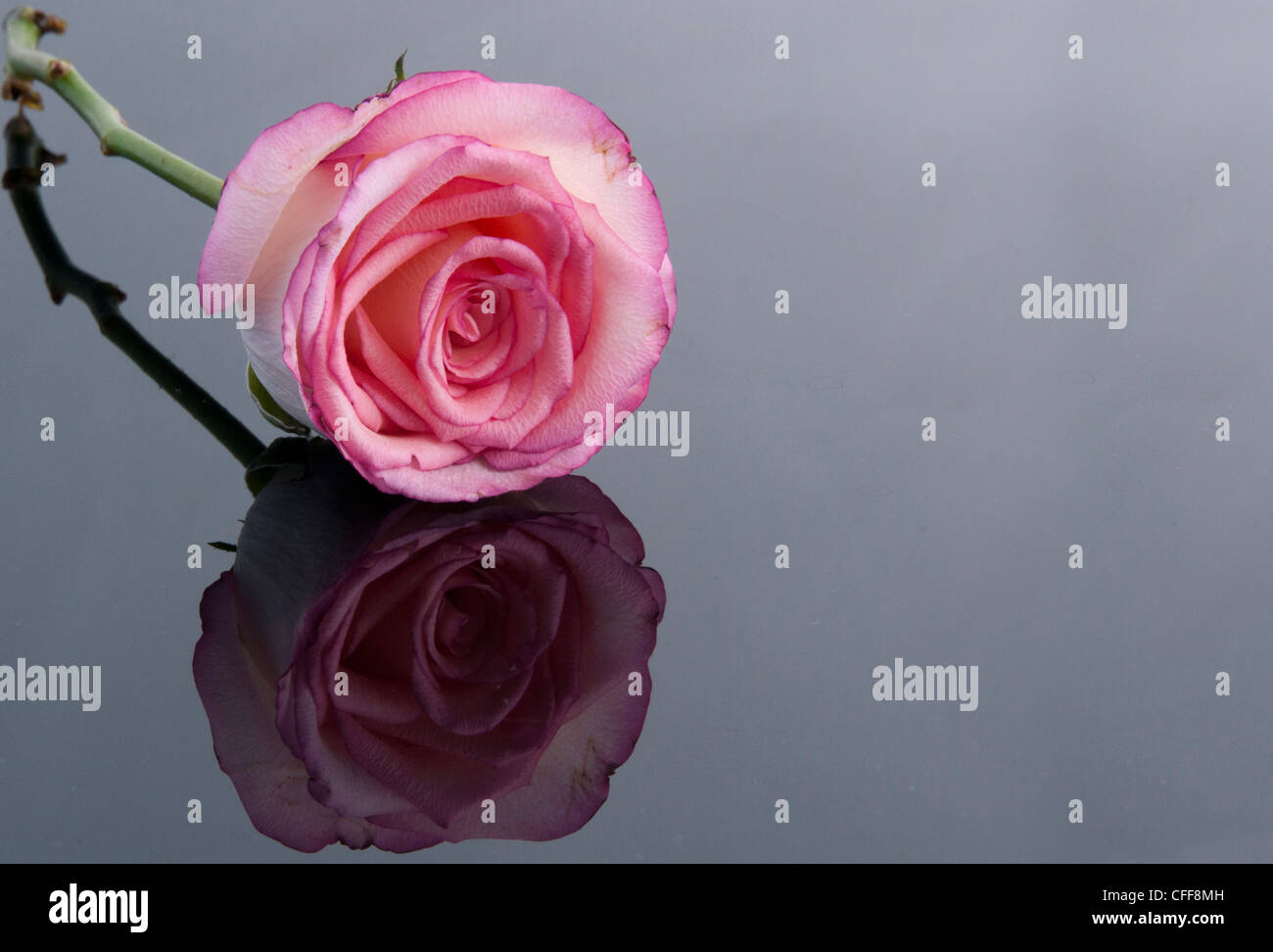 reflection of a pink rose on a grey background Stock Photo - Alamy