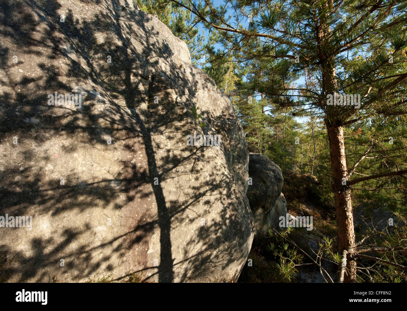 The shadow of a tree is spread across a climbing boulder in the forest ...