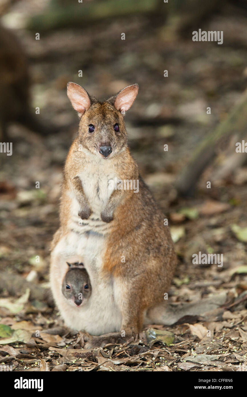 Parma Wallaby with baby in pouch, Macropus parma, New South Wales Stock ...