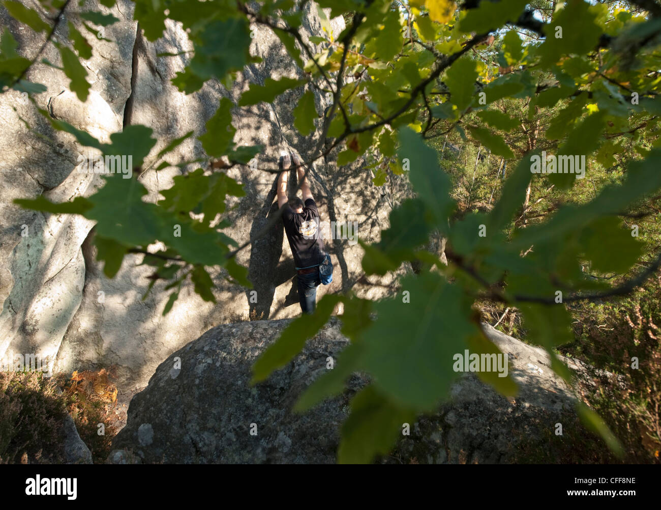 Pineclimber hi-res stock photography and images - Alamy