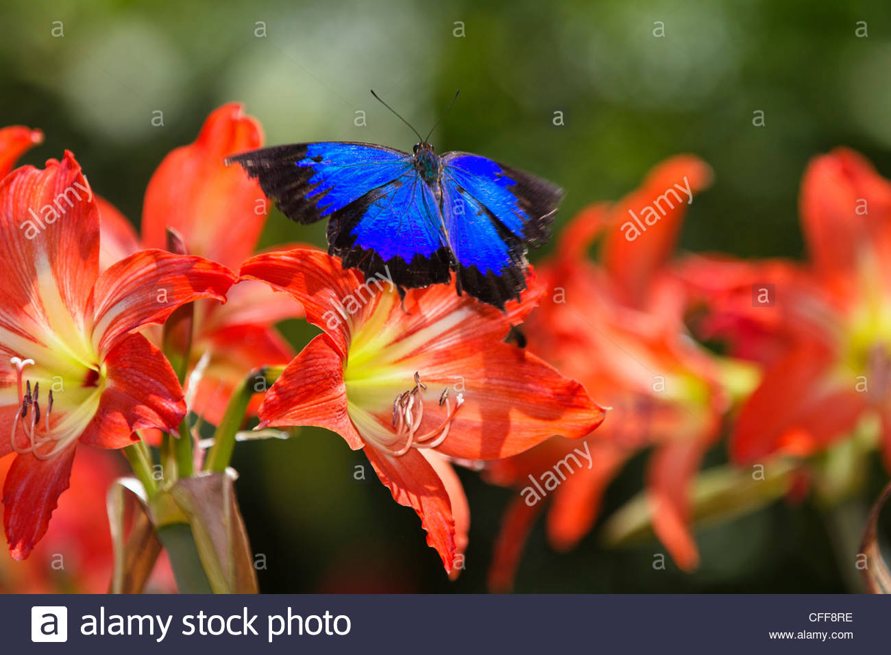 Butterfly Lilies Stock Photos & Butterfly Lilies Stock Images - Alamy