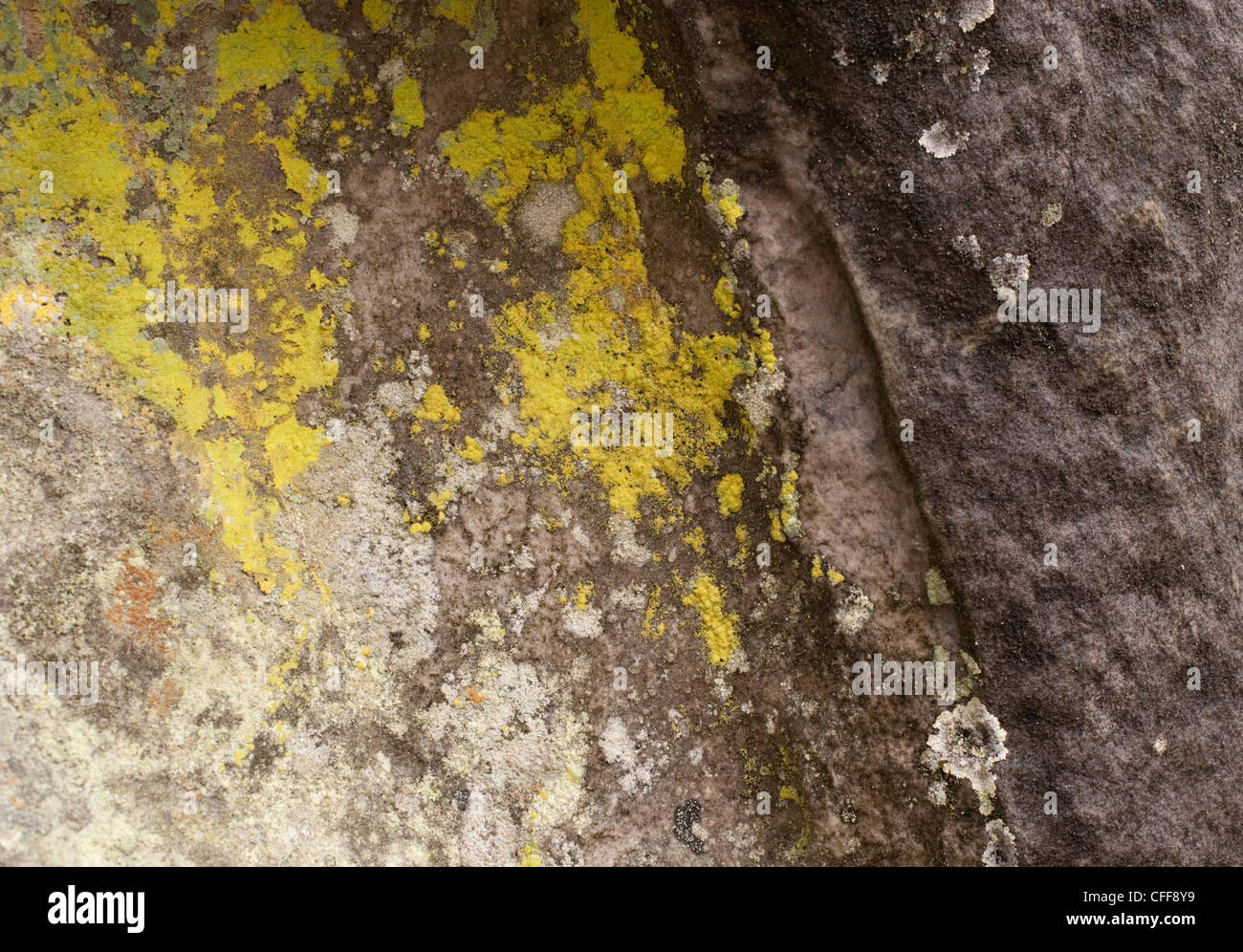 Close up of yellow lichen moss on a sandtone rock Stock Photo - Alamy
