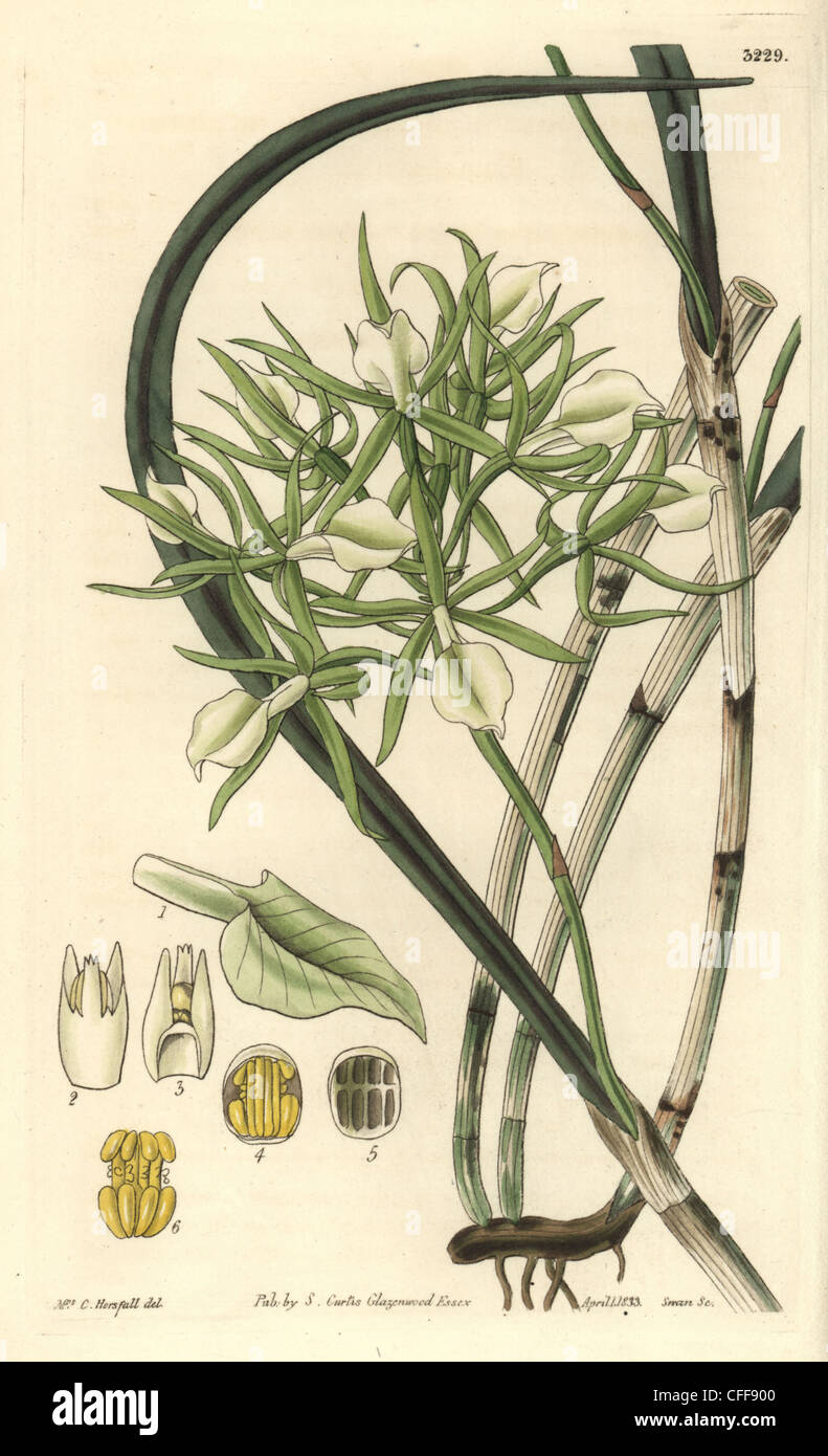 Fragrant brassavola orchid, Brassavola nodosa Stock Photo - Alamy