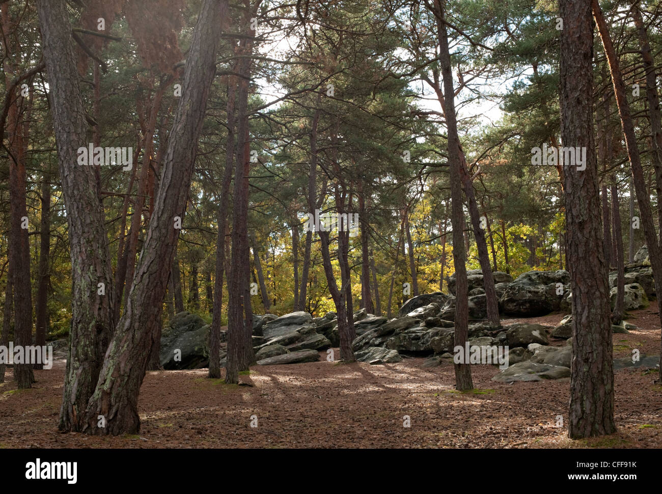 The sun shines through a brown forest scene of pine tree trunks with ...