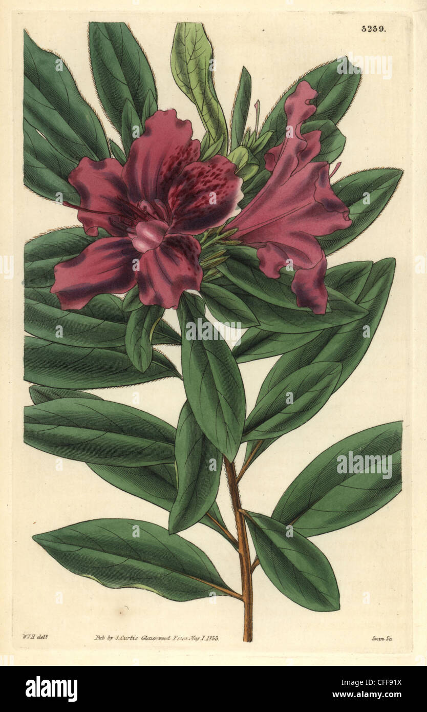 Azalea ledifolia hi-res stock photography and images - Alamy