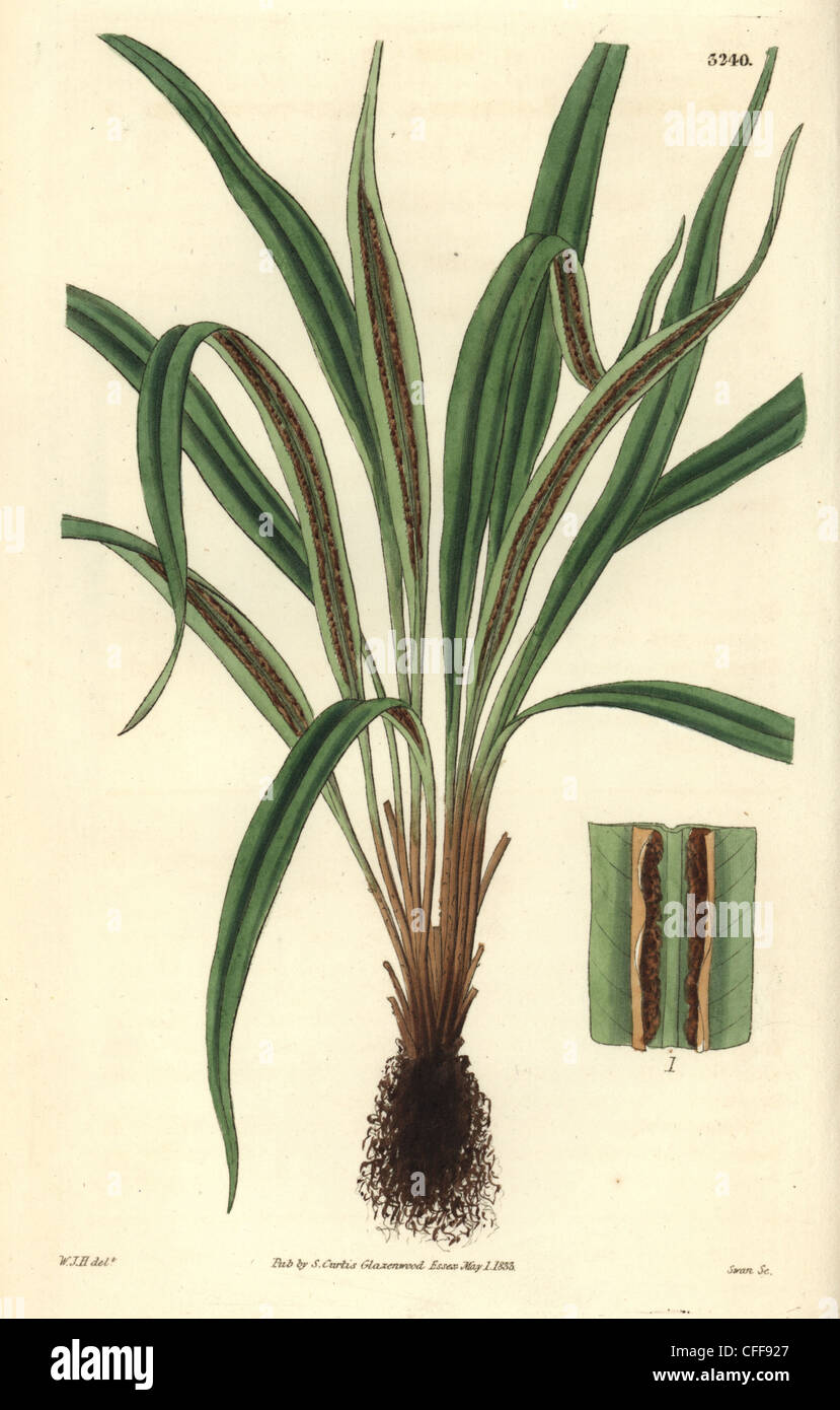 Lance Shaped High Resolution Stock Photography and Images - Alamy