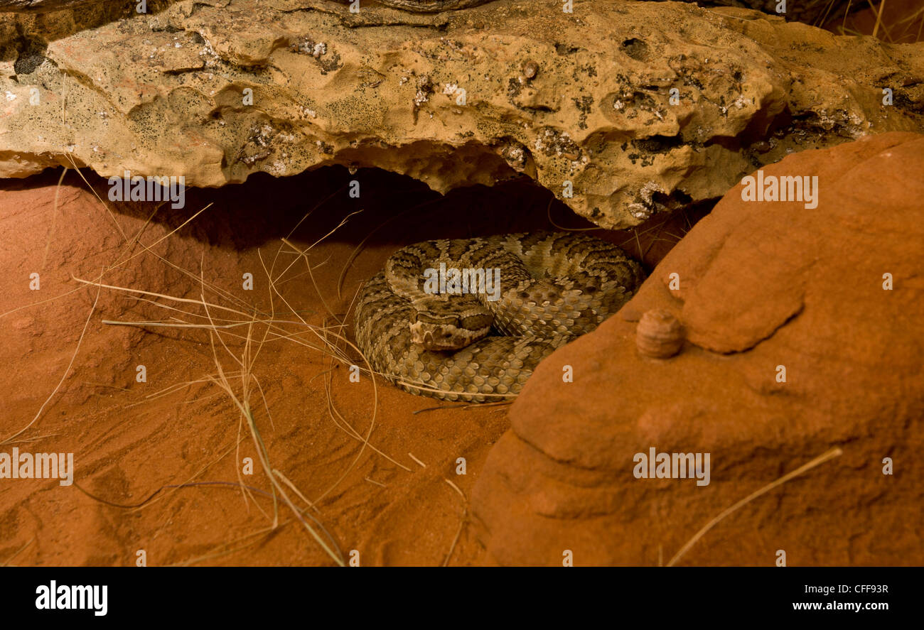 Western rattlesnake, northern Pacific rattlesnake, or Pacific ...