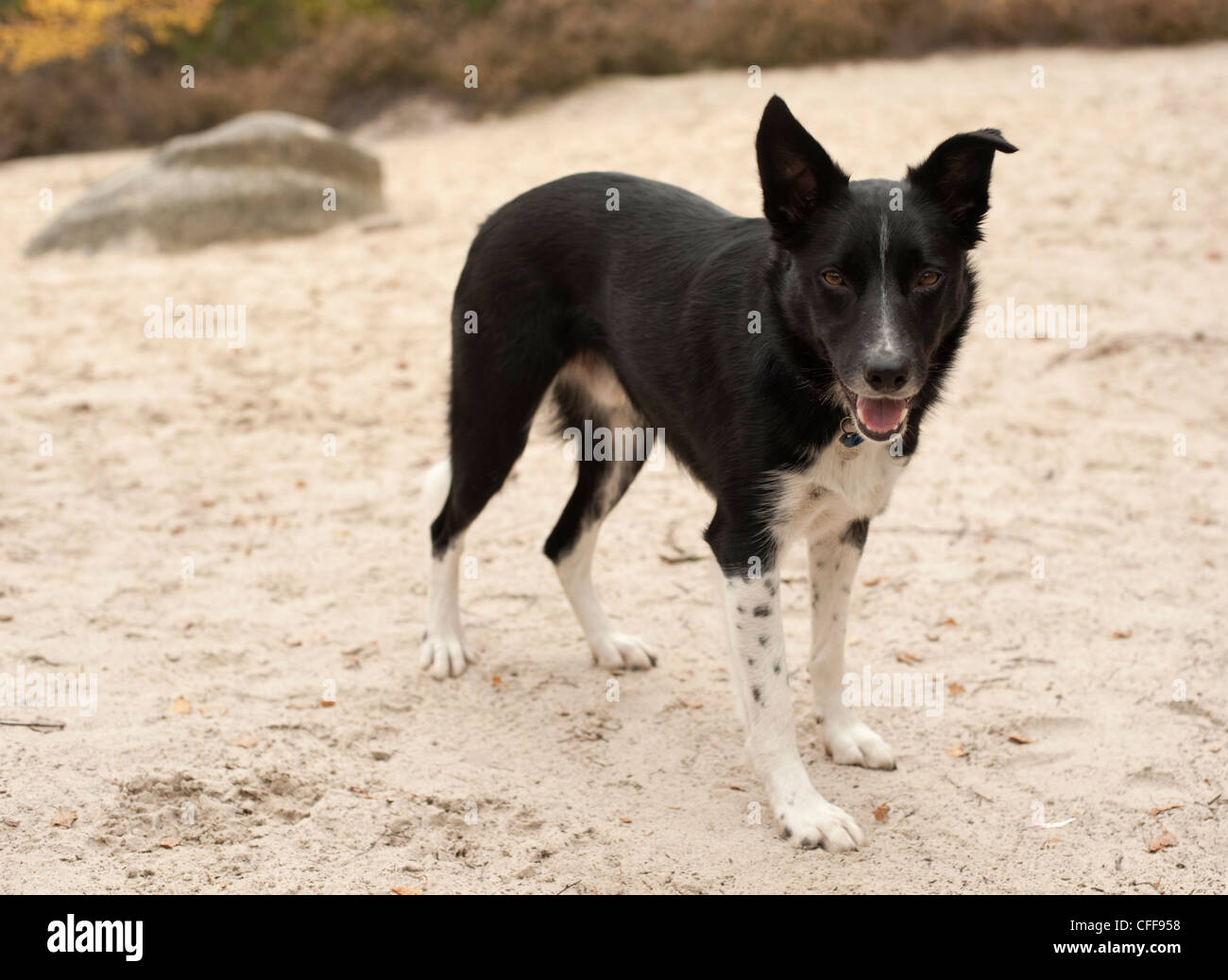 Border collie back hi-res stock photography and images - Alamy