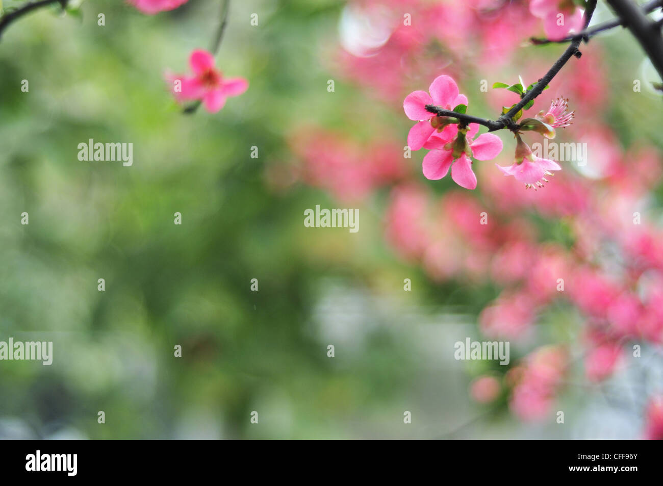 Chinese red plum blossoms hi-res stock photography and images - Alamy