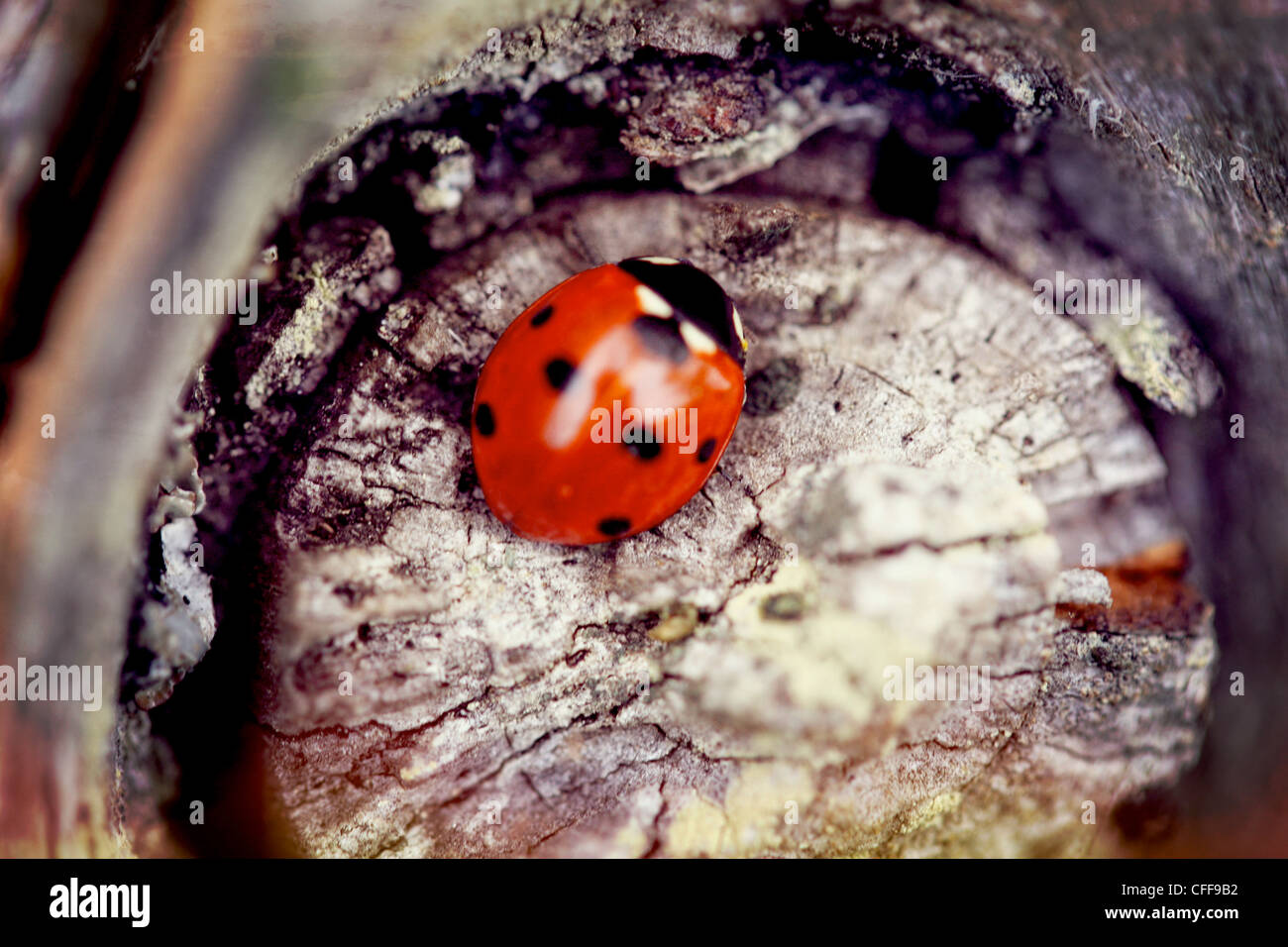 Lady Bird Close Up - a lady bird macro shot on a branch cross section ...