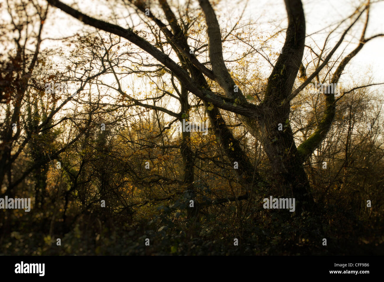 Light Through Dark Trees Wimbledon Common - light shines through the thicket of Wimbledon Common ...