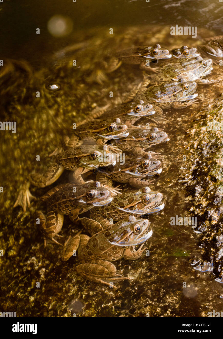 Leopard frog prey hi-res stock photography and images - Alamy