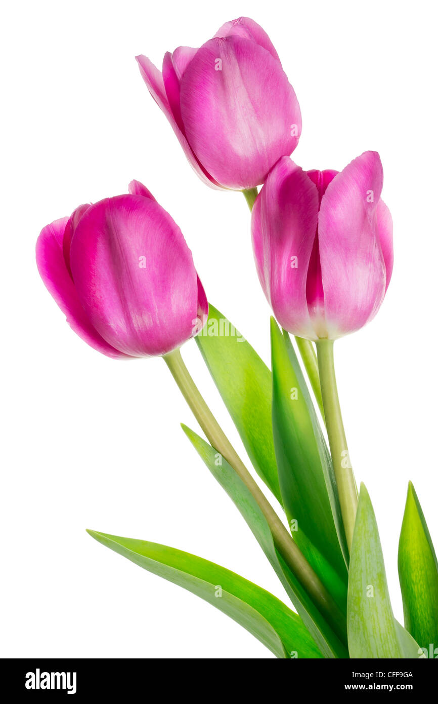 Pink rare springs tulips bush isolated on white. Selective focus Stock ...