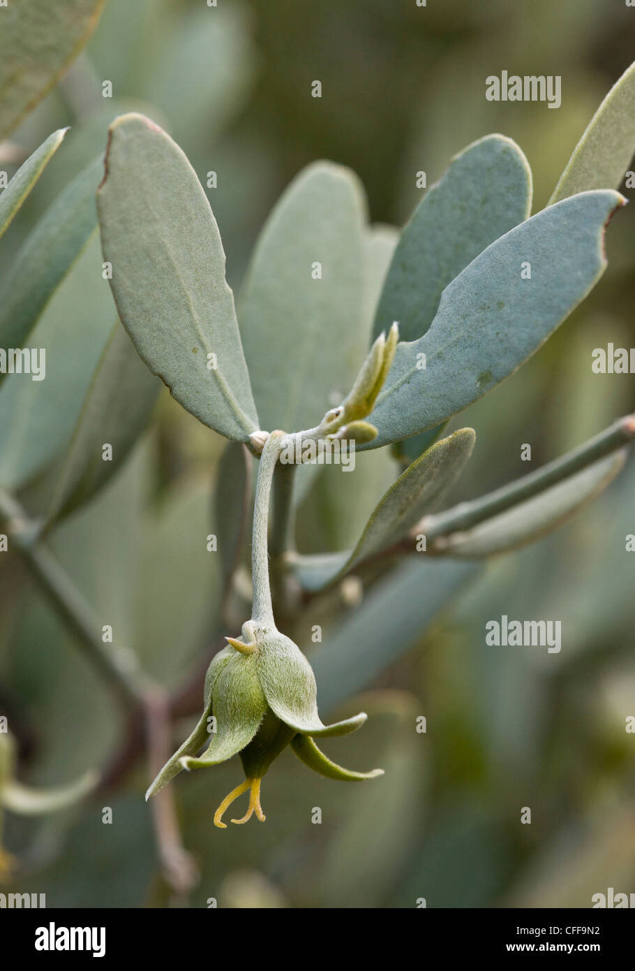 Jojoba, Simmondsia chinensis. Female flowers/developing fruit. Arizona ...