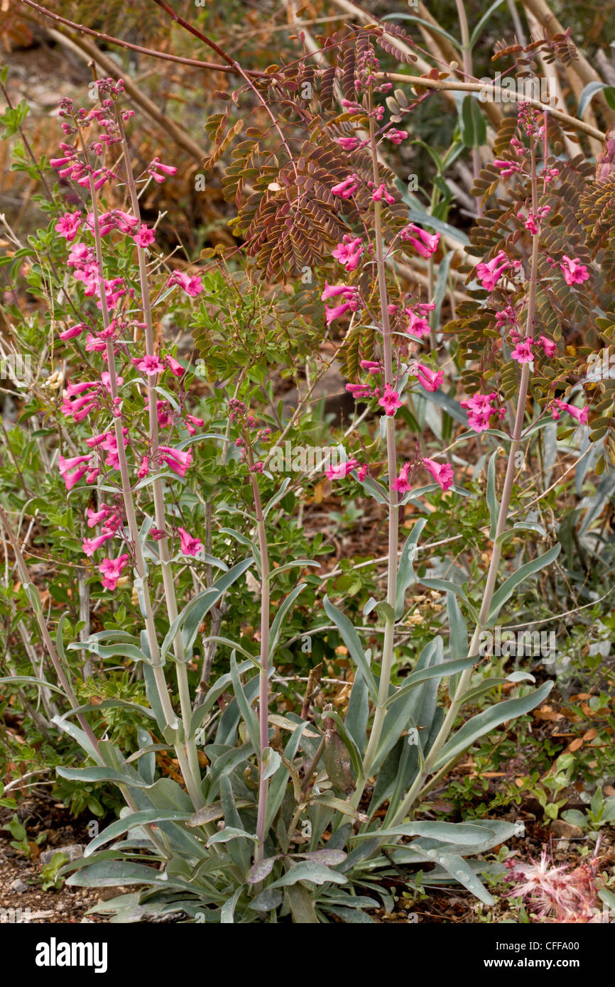 Parry's Penstemon, Penstemon parryi, (also known as Parry's beardtongue ...