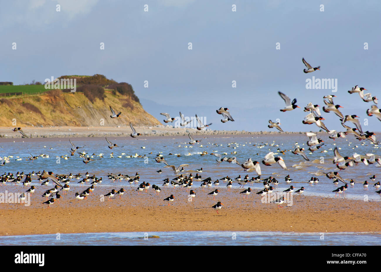 Oystercatchers & Moat Scar Furness Peninsula CumbriaMoat Scar is topped ...
