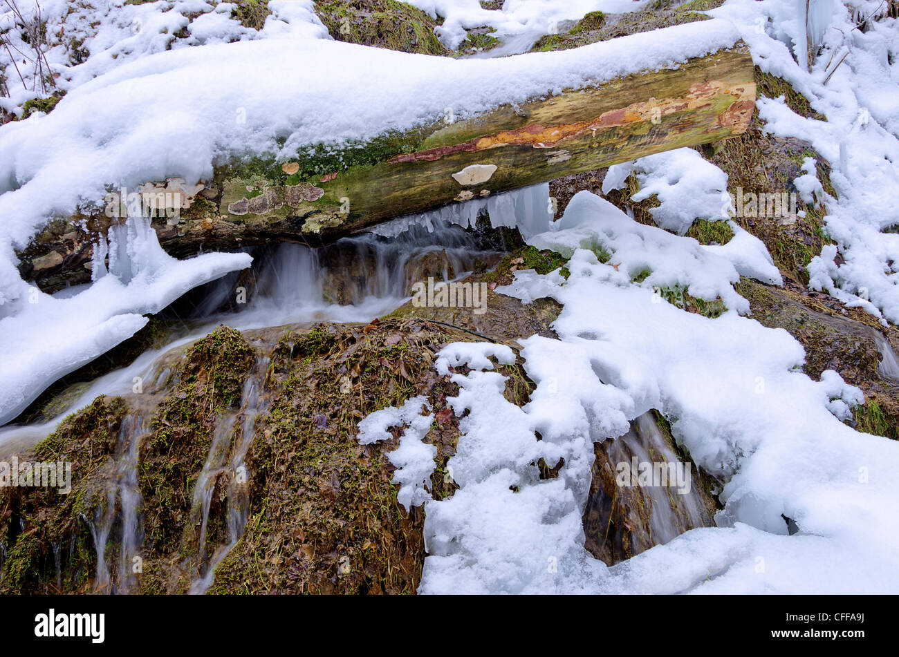 Snow-covered and icy tree trunk in the foothills of the frozen Bad ...