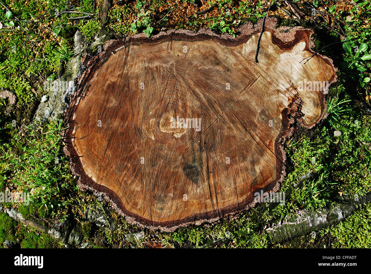 Cut tree trunk in the grass, aerial view Stock Photo - Alamy