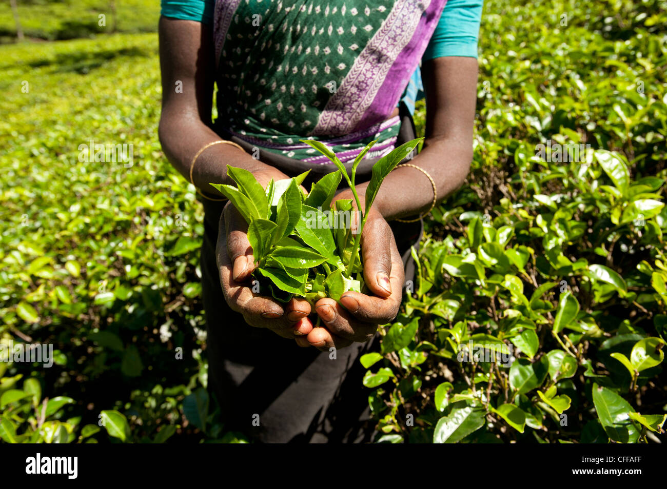Tamil tea picker's handful of freshly plucked tea leaves in Sri Lanka's ...