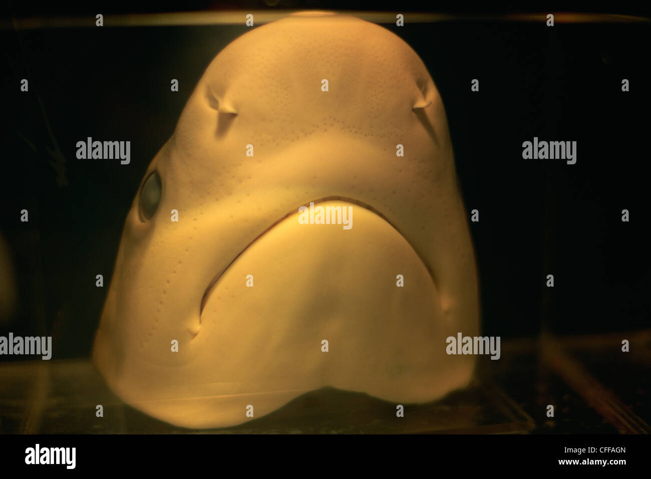 China, Hong Kong, Ocean Park, Shark Head Display Stock Photo - Alamy